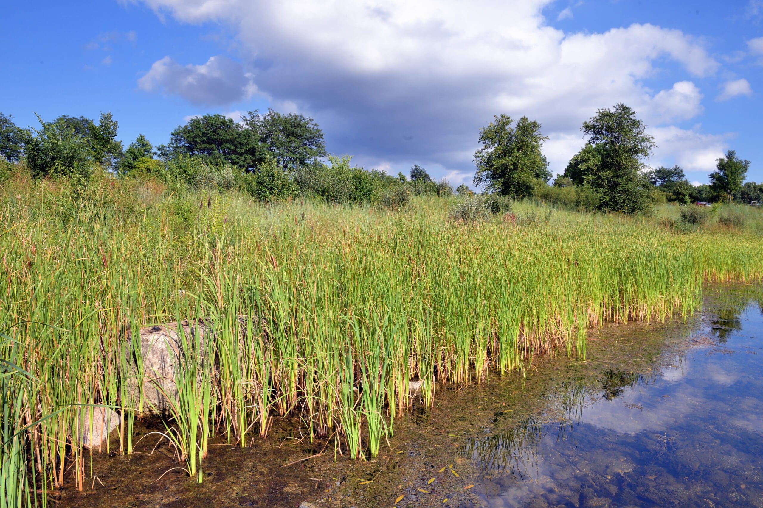 Living Shorelines Services: Enhancing Coastal Areas