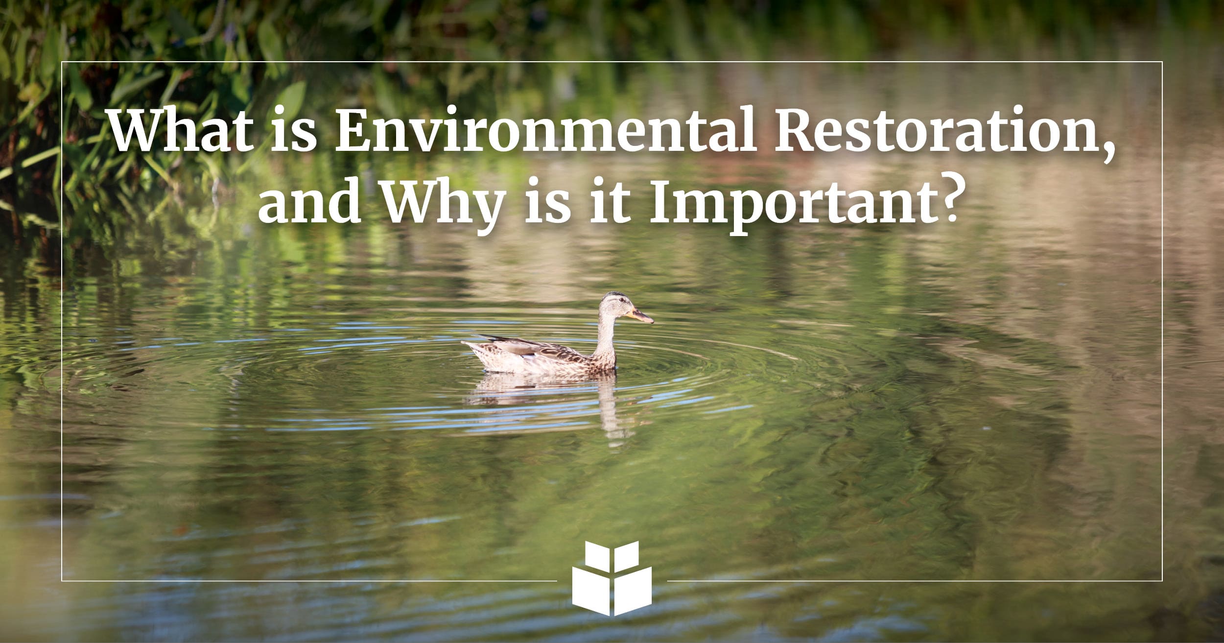 What is environmental restoration, and why is it important ...